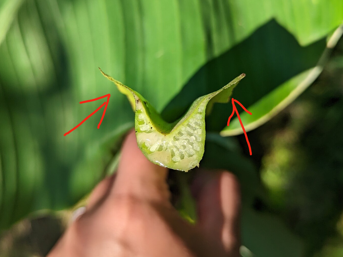 Discounterbanane - Musa Basjoo oder Musa Acuminata 'Dwarf Cavendish ...