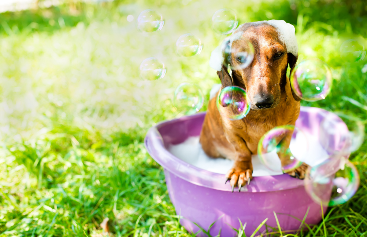 Chouchoutez Votre Chien avec Nos Recettes de Shampooings