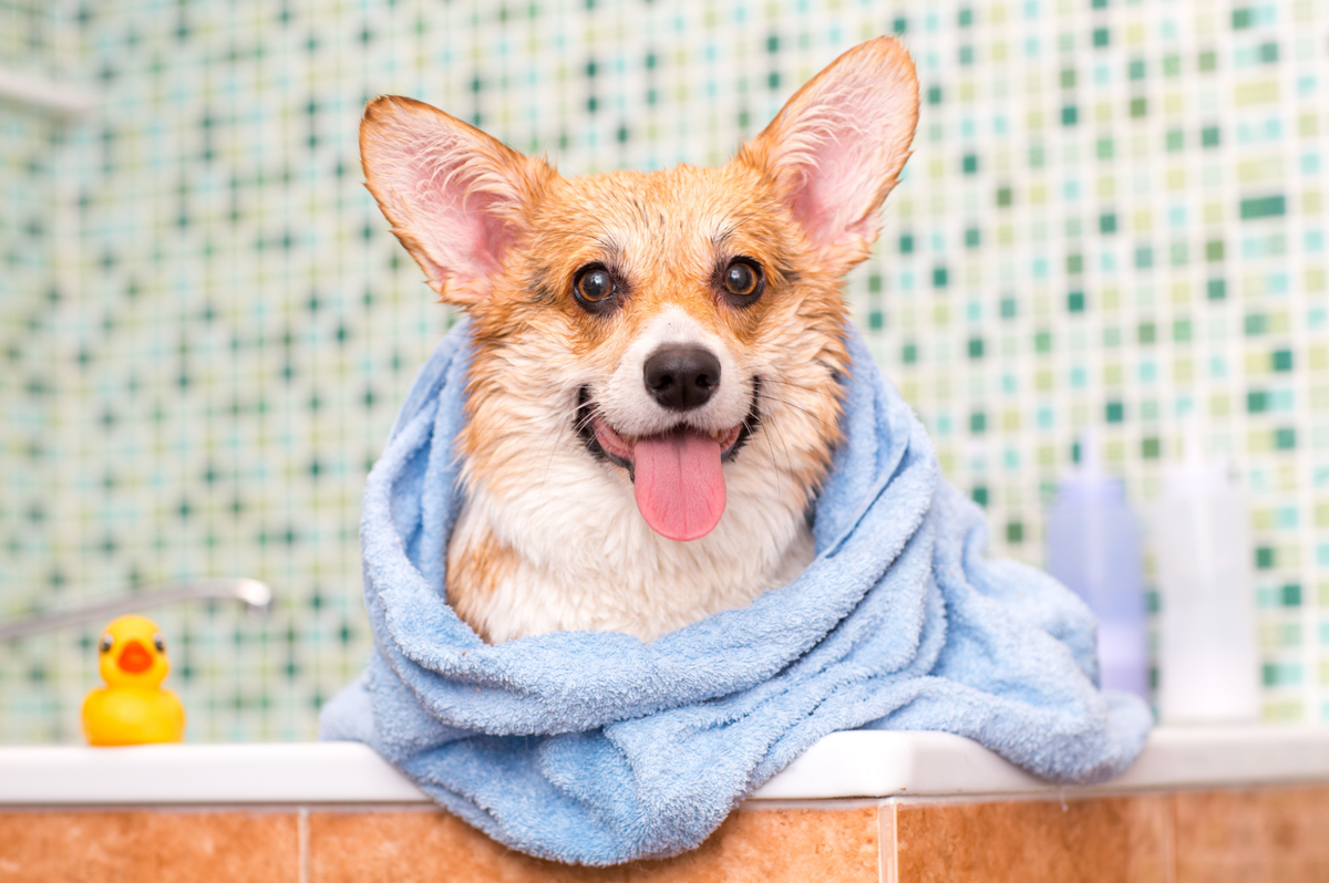 Révélez la Douceur du Pelage de Votre Chien avec Nos Recettes d'Après ...
