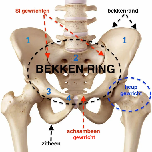 bekken-instabiliteit / bekken/heup/lies / Klachten overzicht | Ikhebpijn.nl