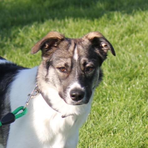 Welkom bij Dog Choice Training en Coaching