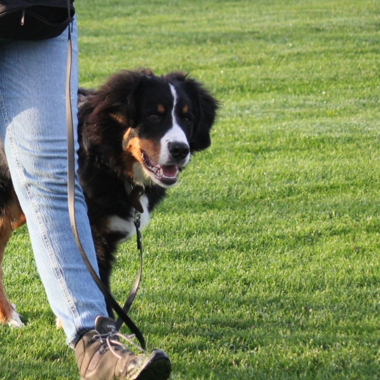 Welkom bij Dog Choice Training en Coaching