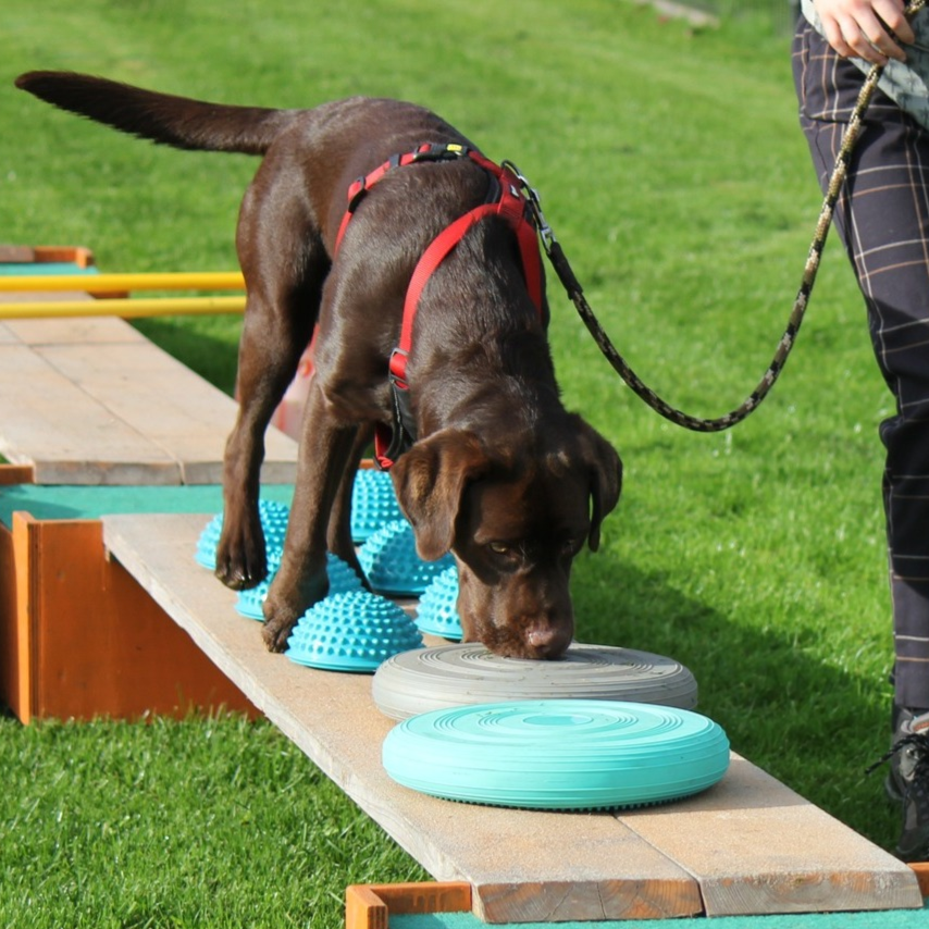 Welkom bij Dog Choice Training en Coaching