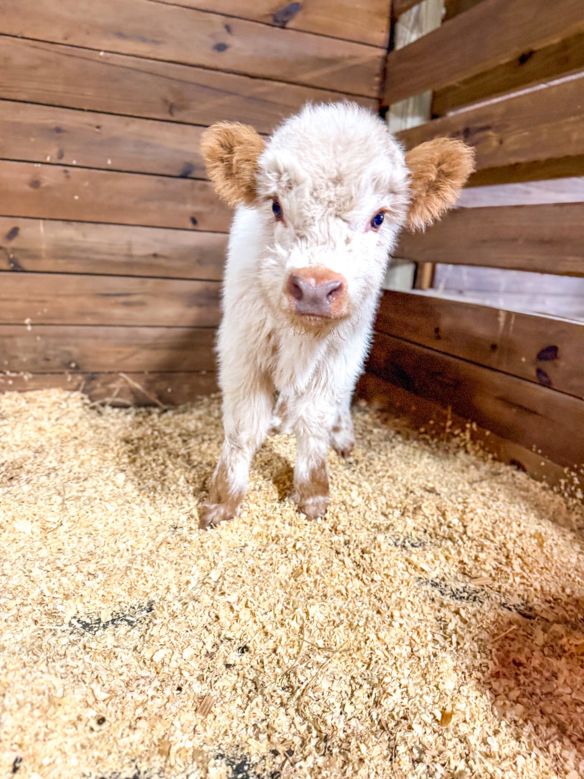 Available M/P Farm Babies | M/P Farms