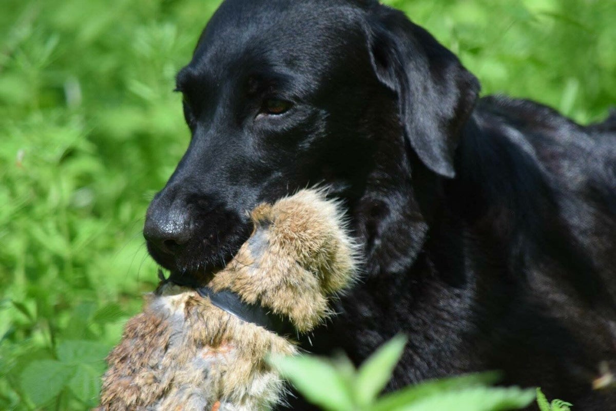 Gunner van de Hooydamhoeve / Field Trail Labrador Retriever / Onze ...