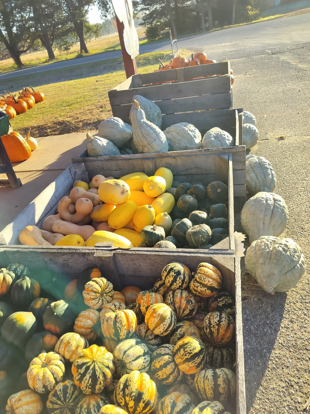 Farm-Fresh Squash | Seasonal Produce at Montrose Orchards, MI