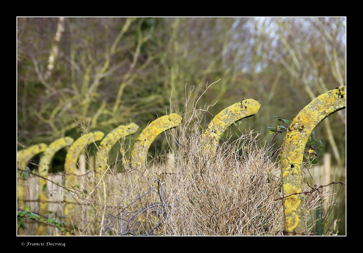 Hoge Dijken jan 20 / 2020 / Archiefbeelden / Fotogalerij | WVFD vzw