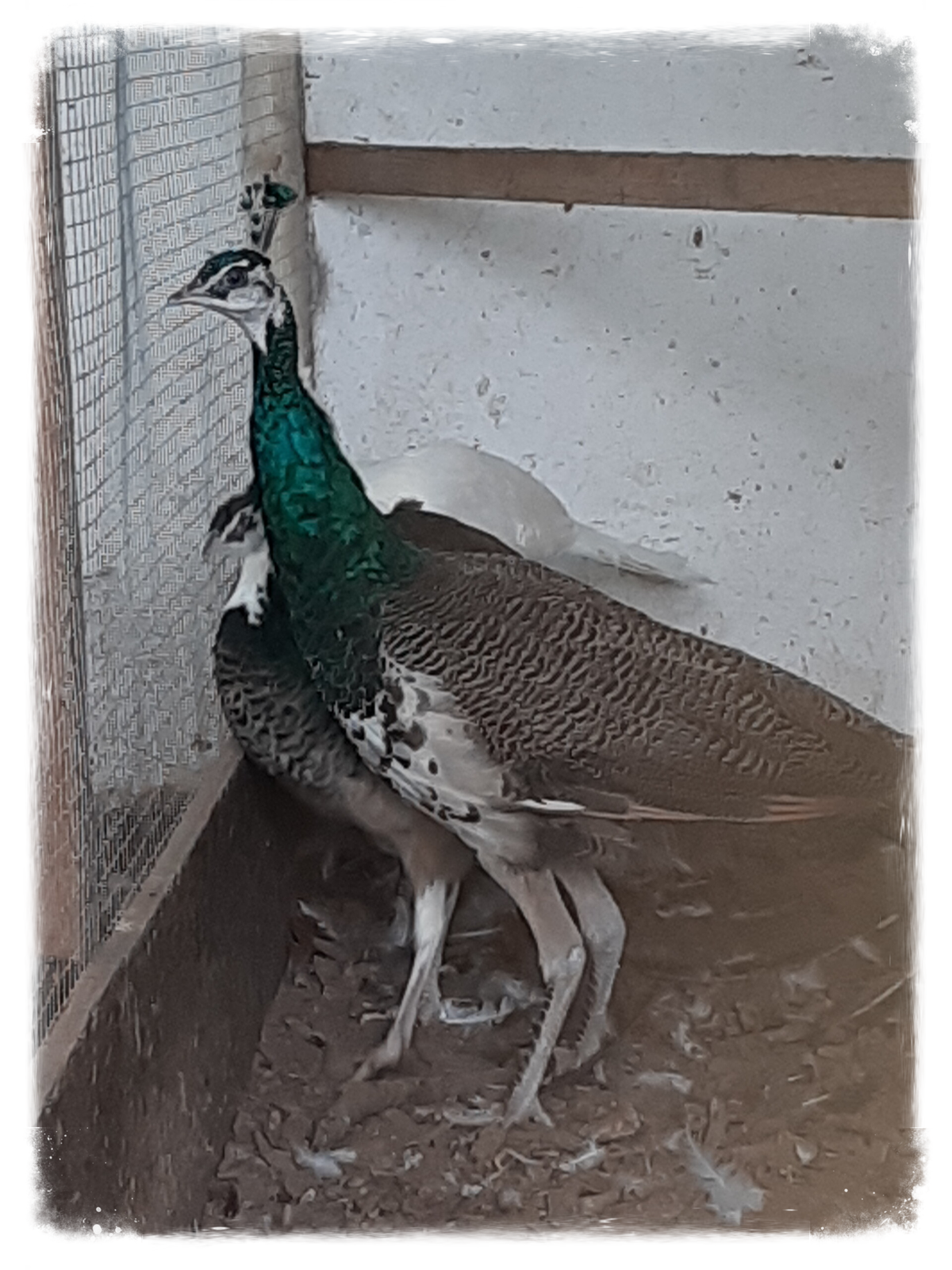 Bonte pauwen / Pauwen | Andewegsiervogels