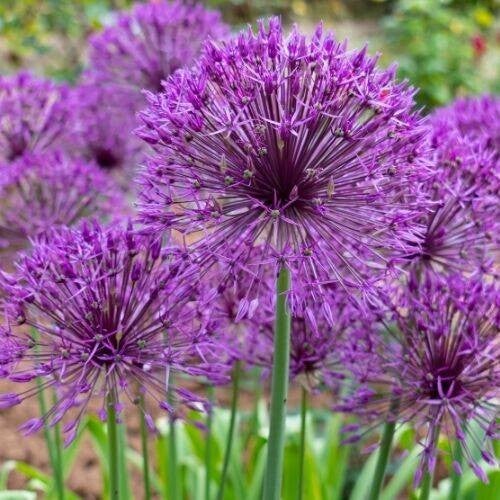 Allium bollen (sieruien) kopen? Snelle verzending De beste prijzen