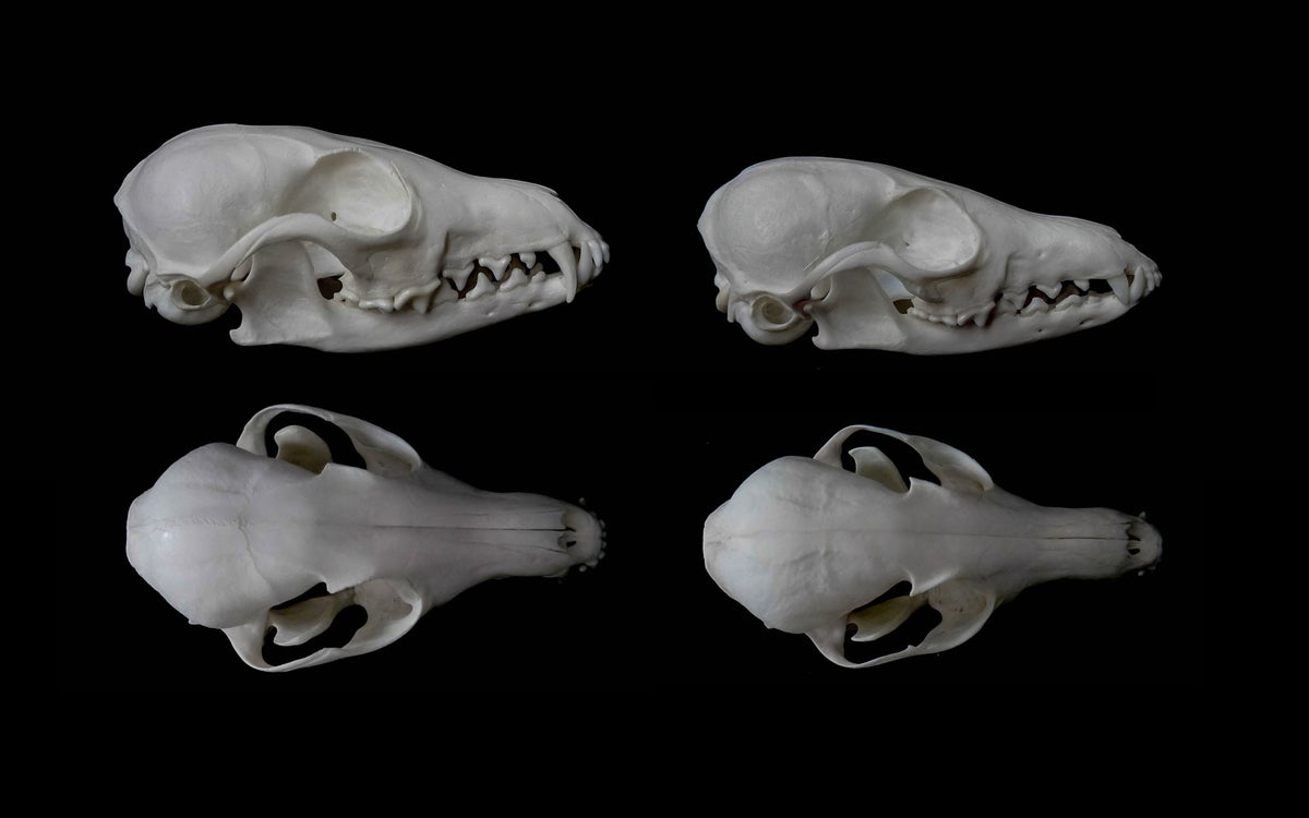 Swift fox vs. kit fox - skull comparison | Dermestaria