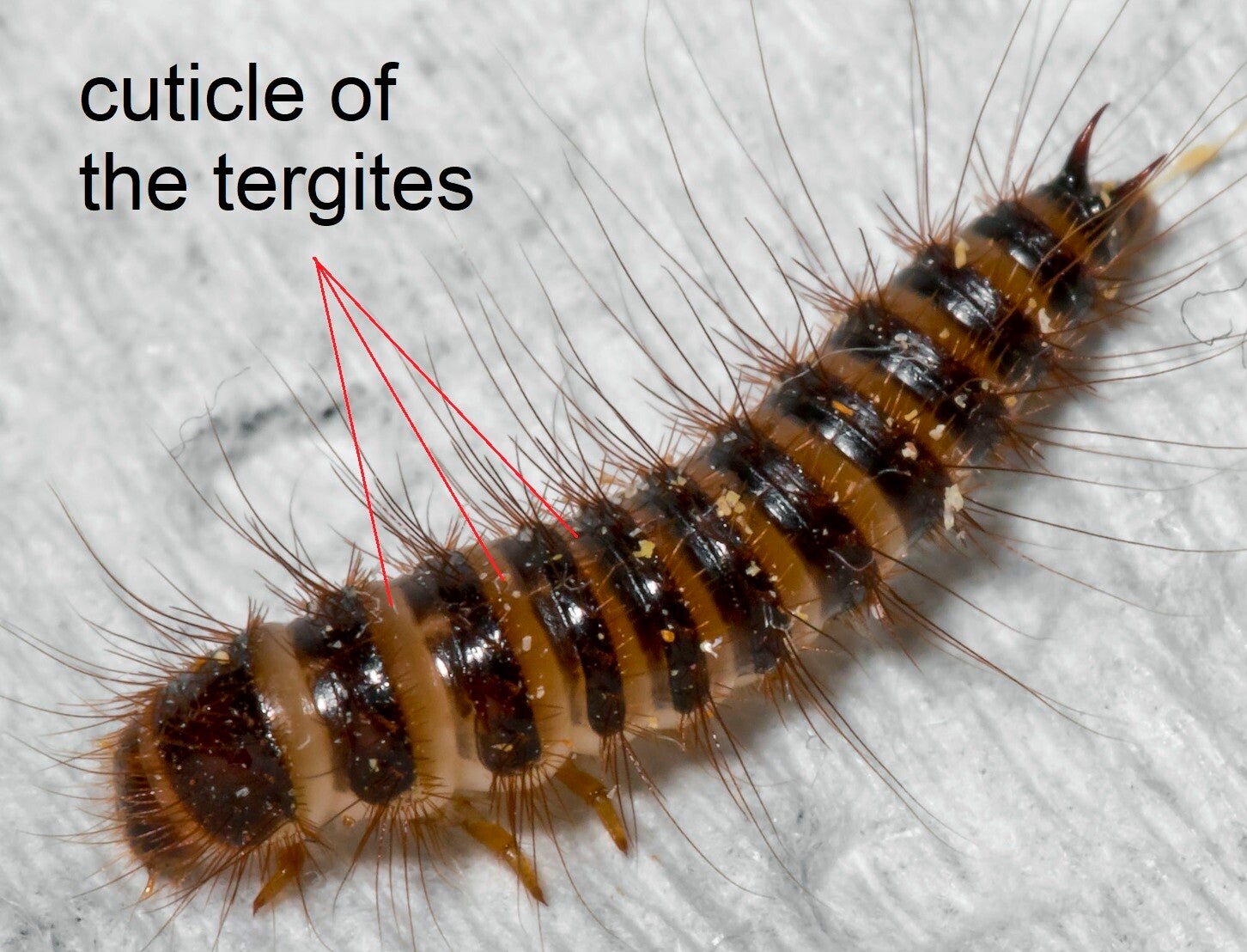 Dermestes Larvae Key Guide / Dermestes around the world / Information ...