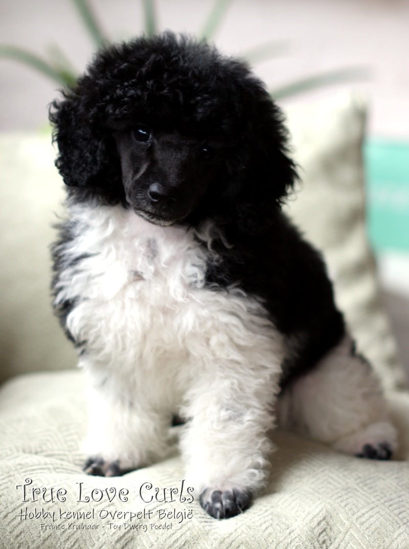 *True Love Curls* Toy Dwerg Poedel / Franse Krulhaar. Occasioneel ...
