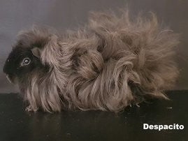 Mayra & Despacito / Koppels + nestjes | Caviastal Lunkarya Limburg