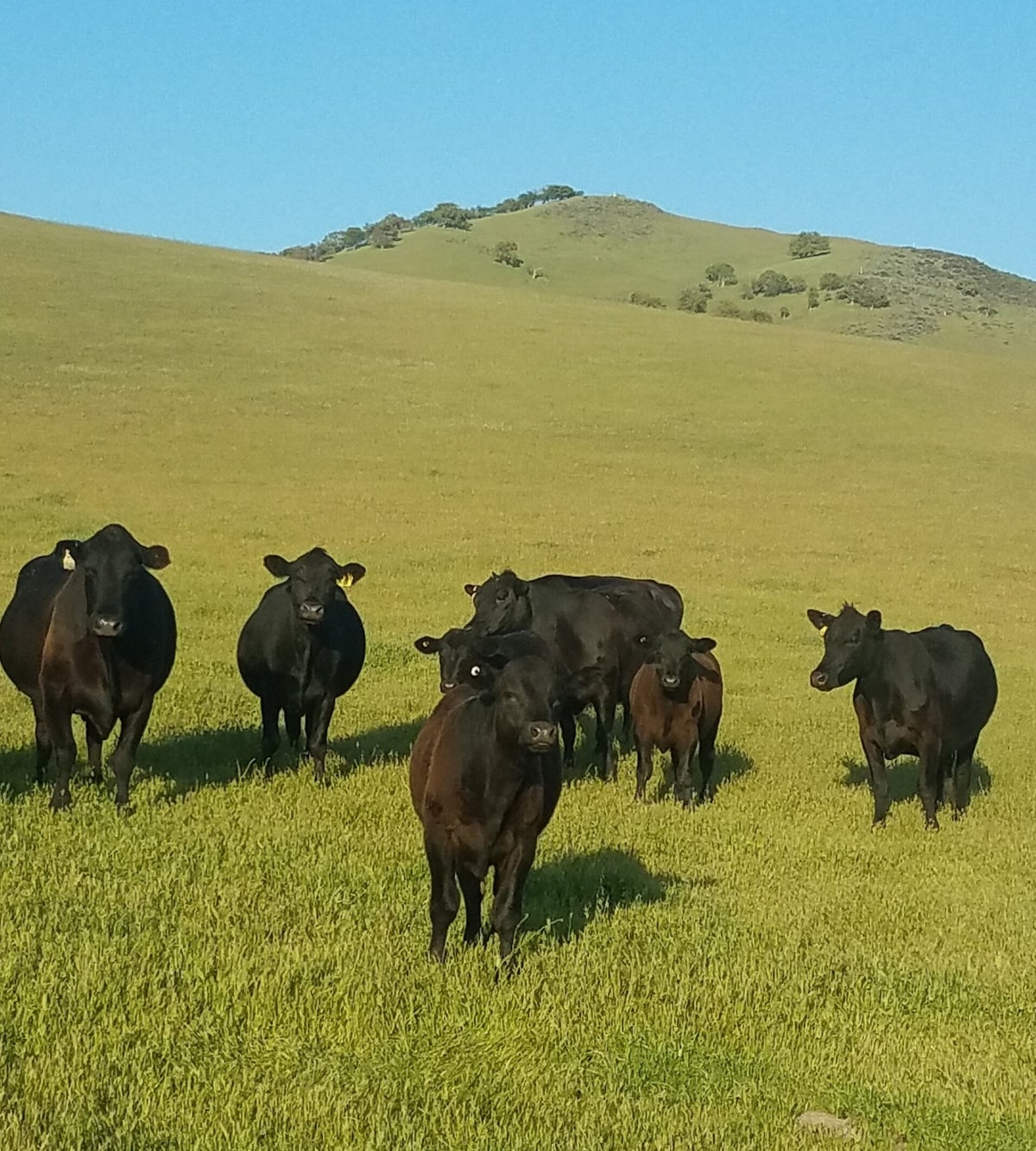 WHERE'S THE BEEF | JNB RANCH