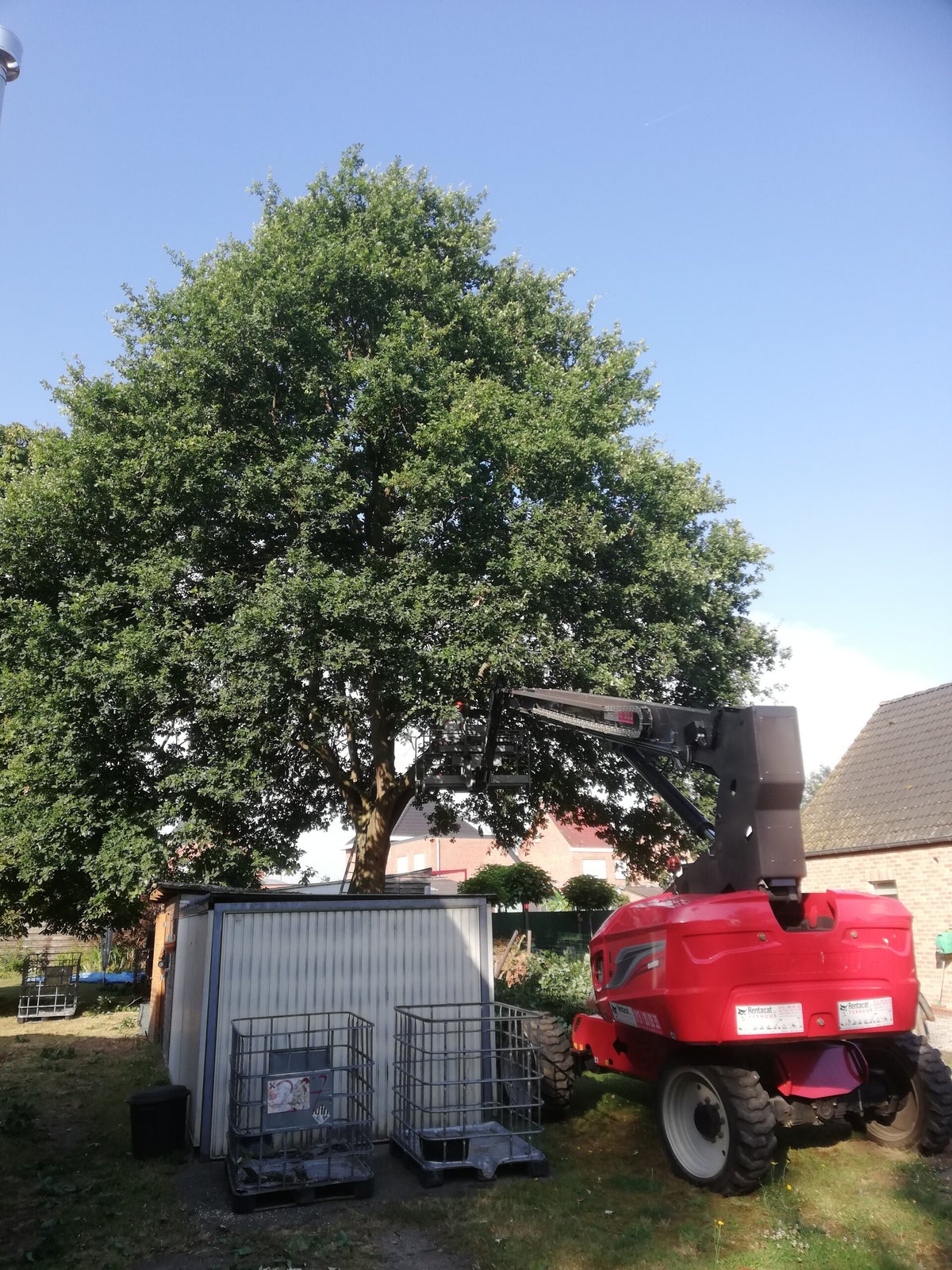 Brandhout kopen Kampenhout | Bomen vellen - Craque