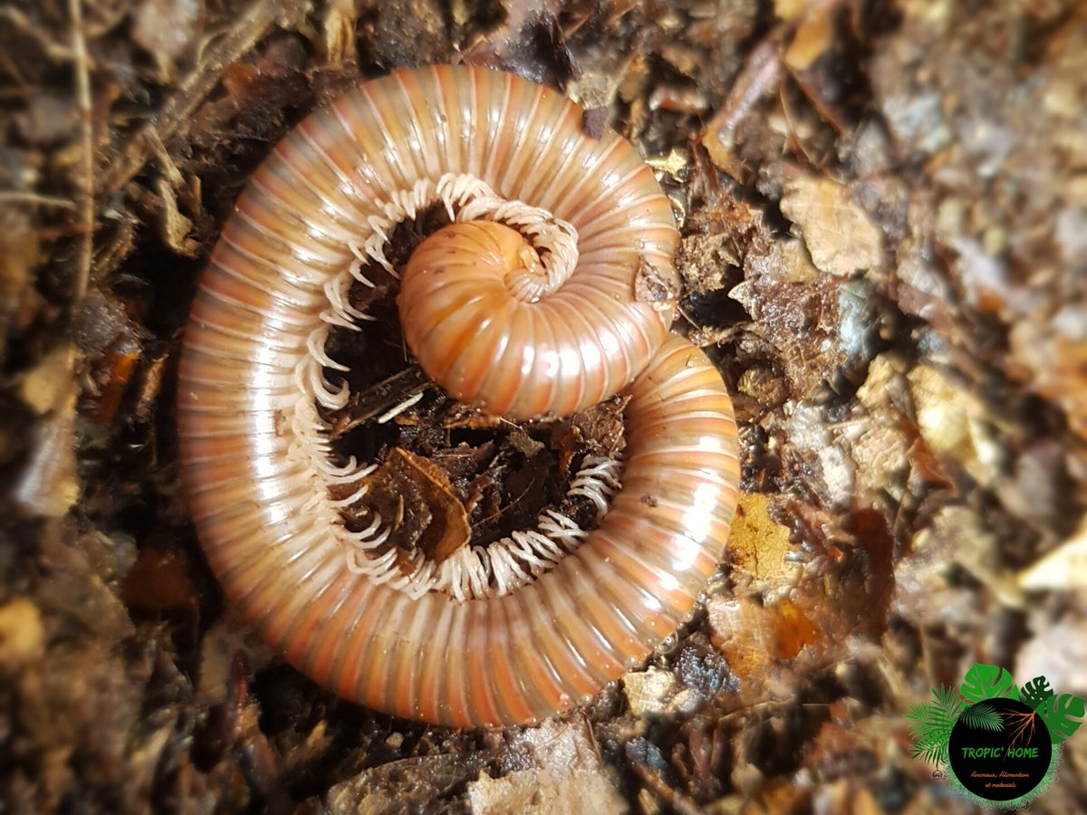 Spirostreptus sp1