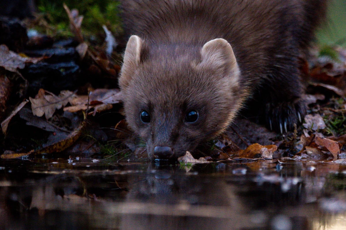 marters fotograferen / blog | edklungersnatuurfotografie.nl