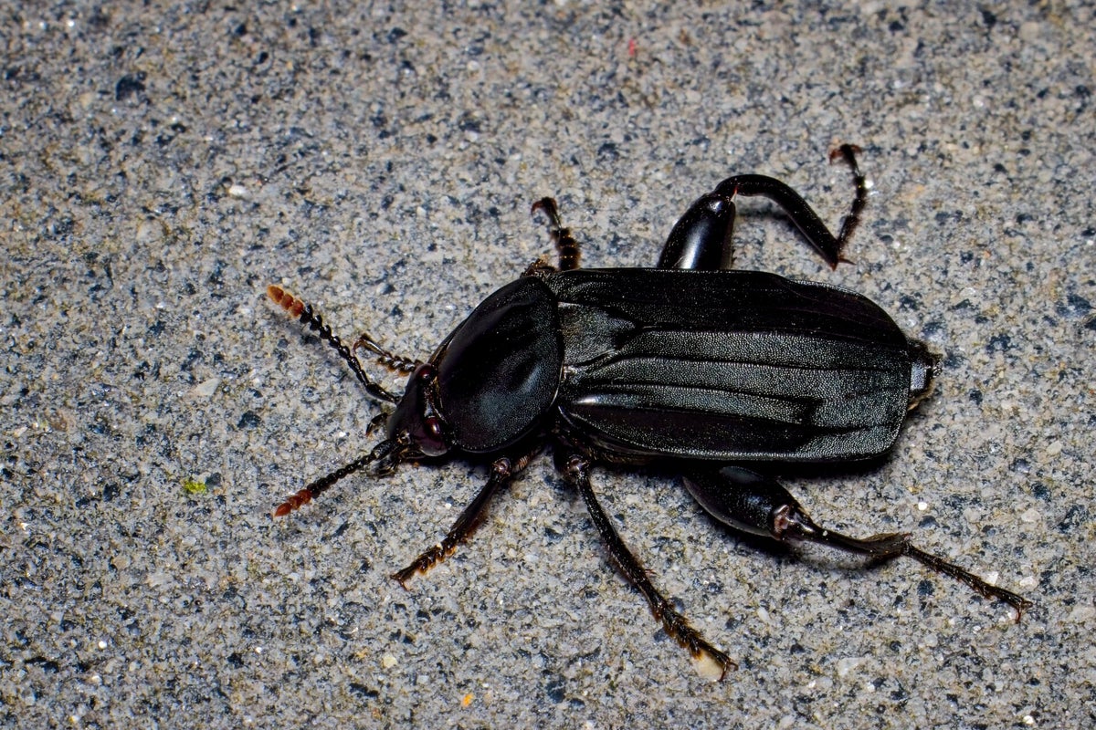 Kevers / Insecten | Natuurfotografie