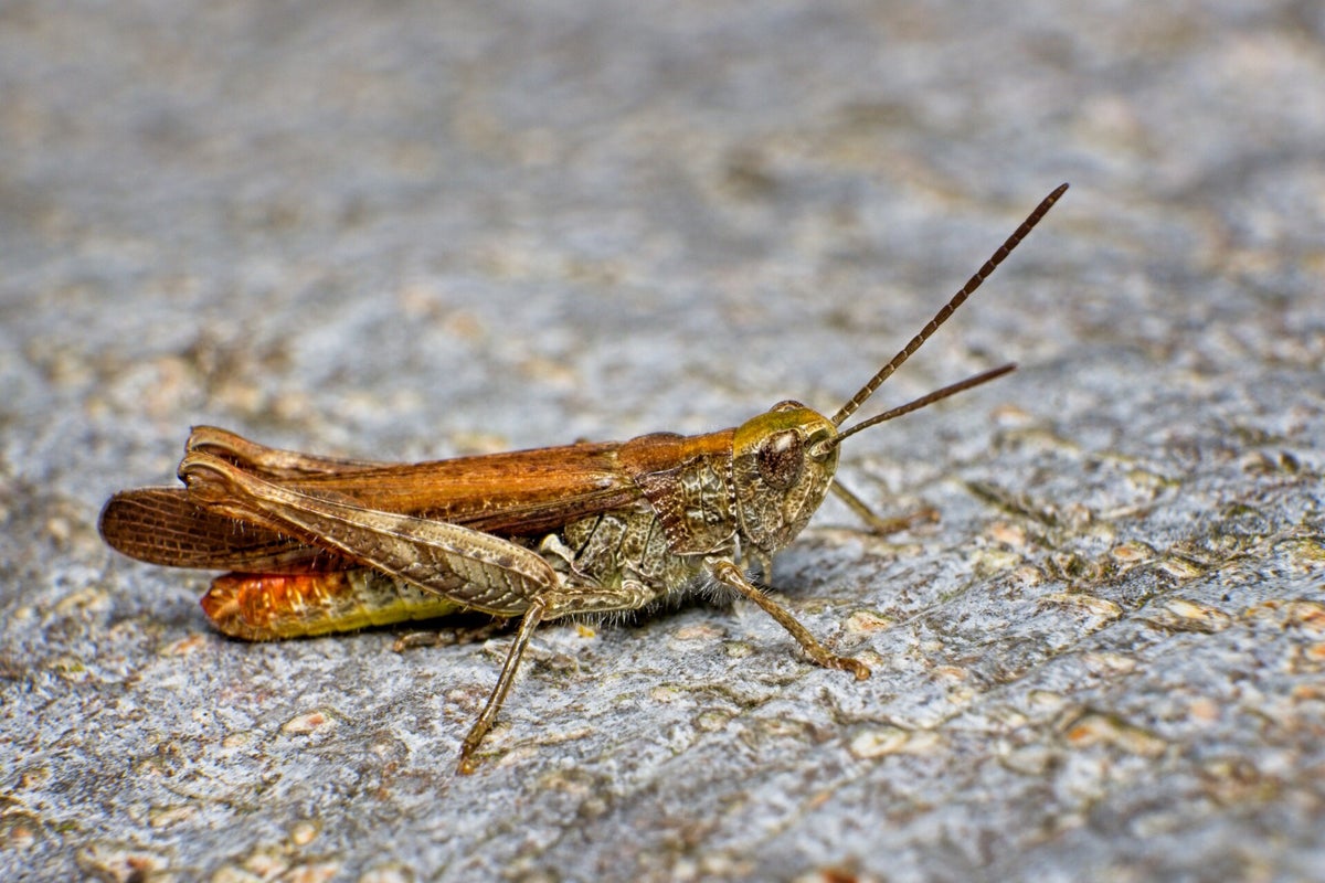 Sprinkhanen / Insecten | Natuurfotografie