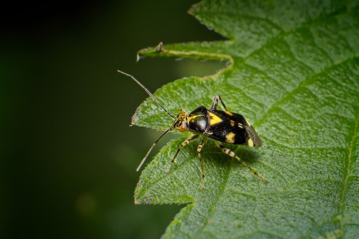 Wantsen en cicaden / Insecten | Natuurfotografie
