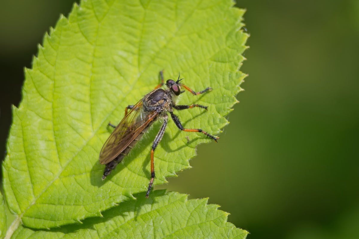 Vliegen / Insecten | Natuurfotografie