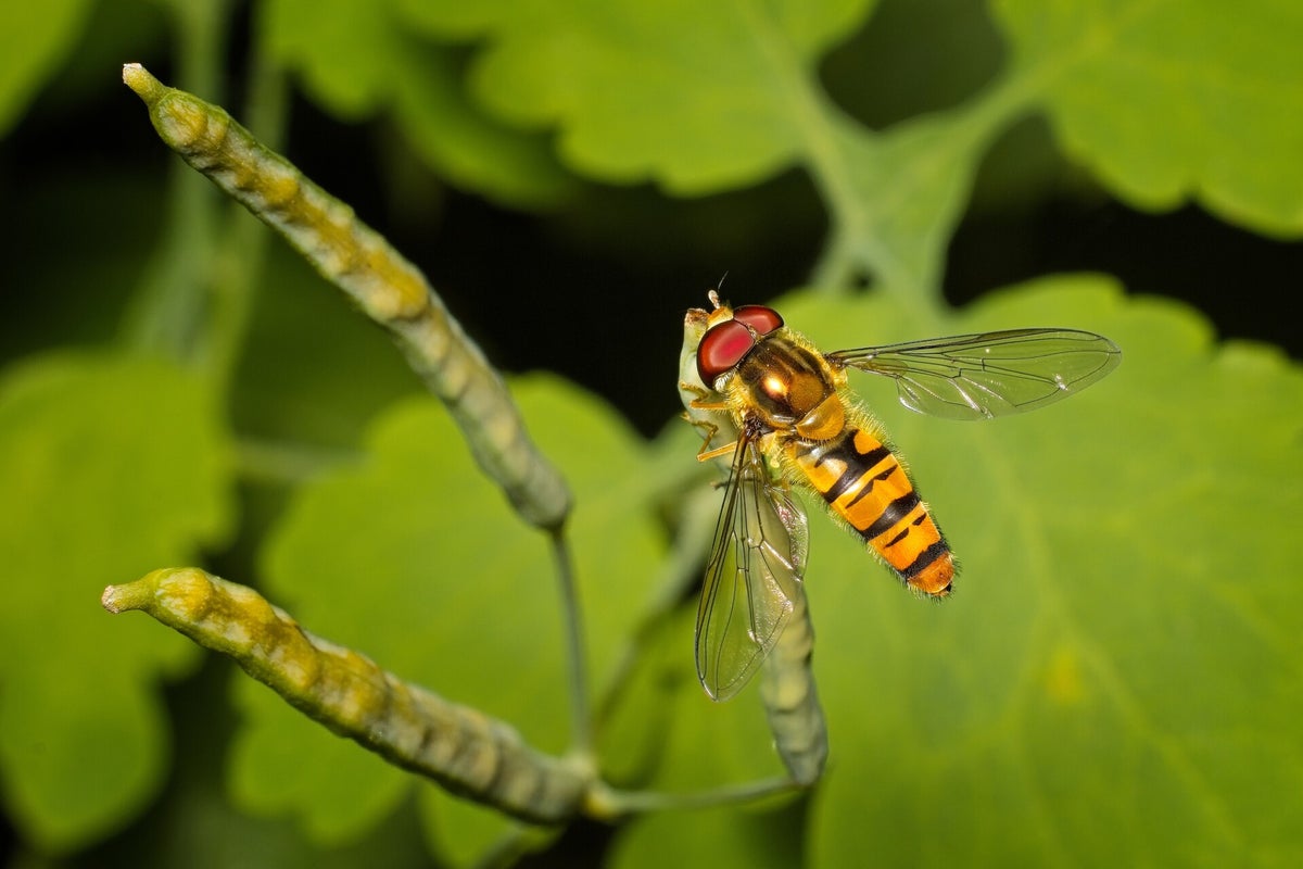 Vliegen / Insecten | Natuurfotografie