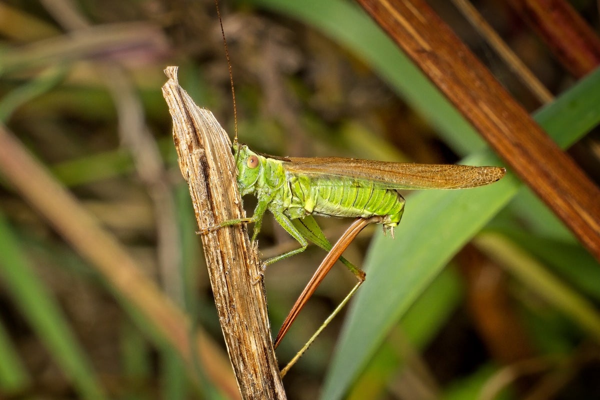 Sprinkhanen / Insecten | Natuurfotografie