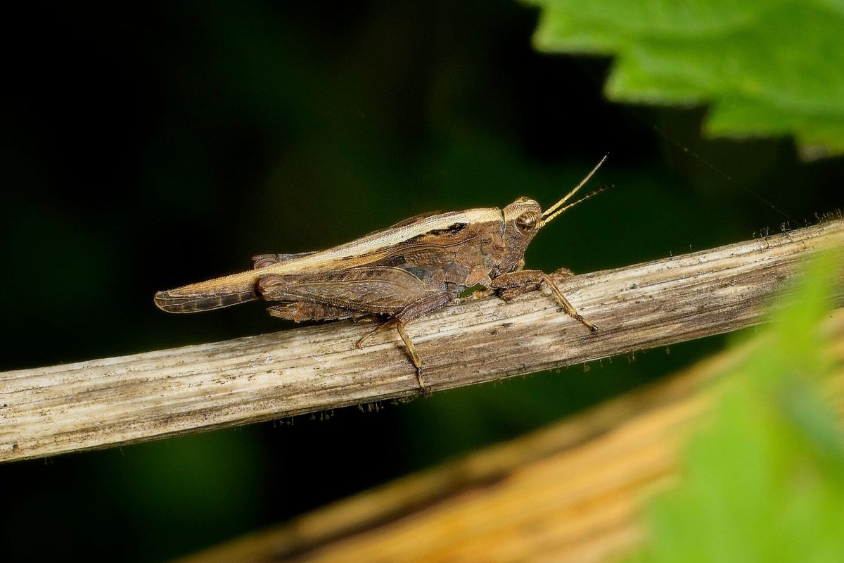 Sprinkhanen / Insecten | Natuurfotografie