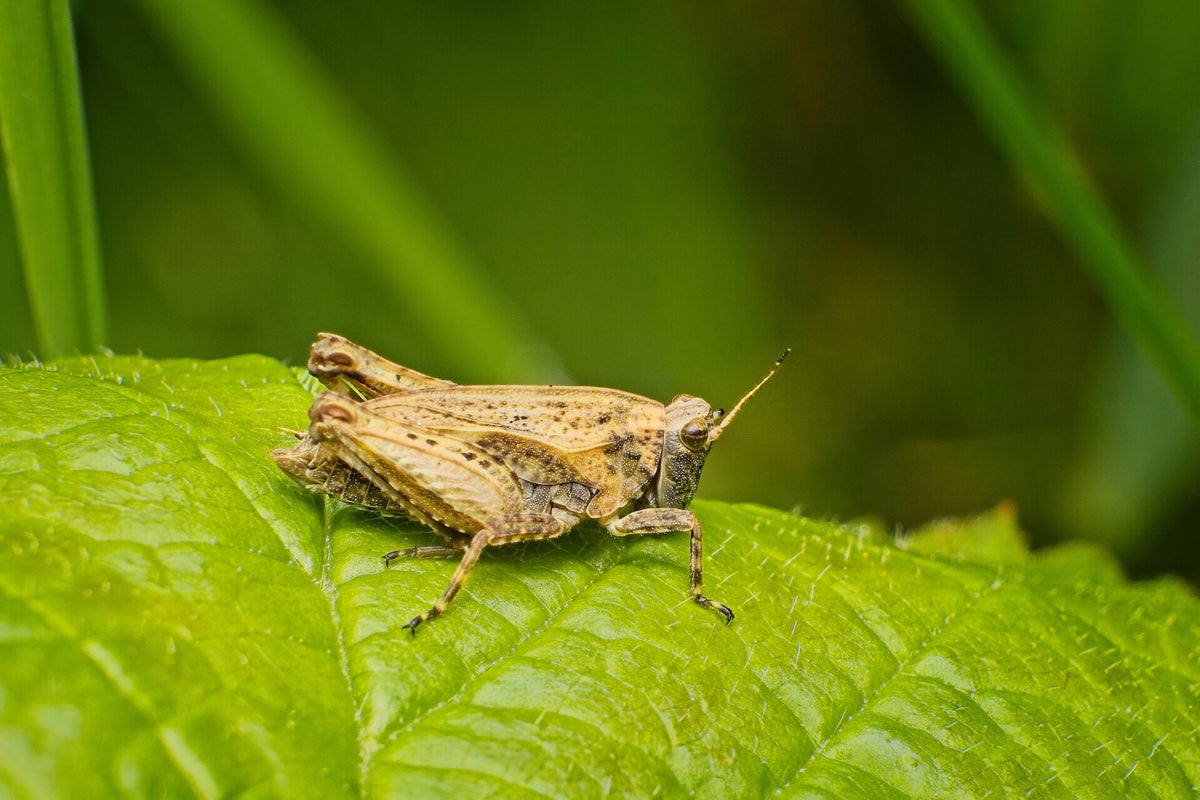 Sprinkhanen / Insecten | Natuurfotografie