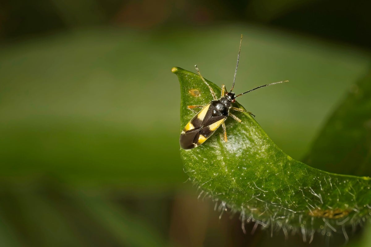 Wantsen en cicaden / Insecten | Natuurfotografie