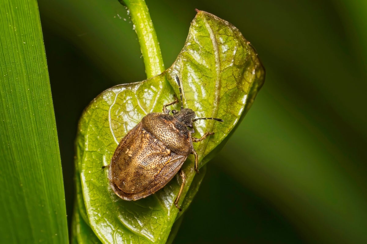 Wantsen en cicaden / Insecten | Natuurfotografie