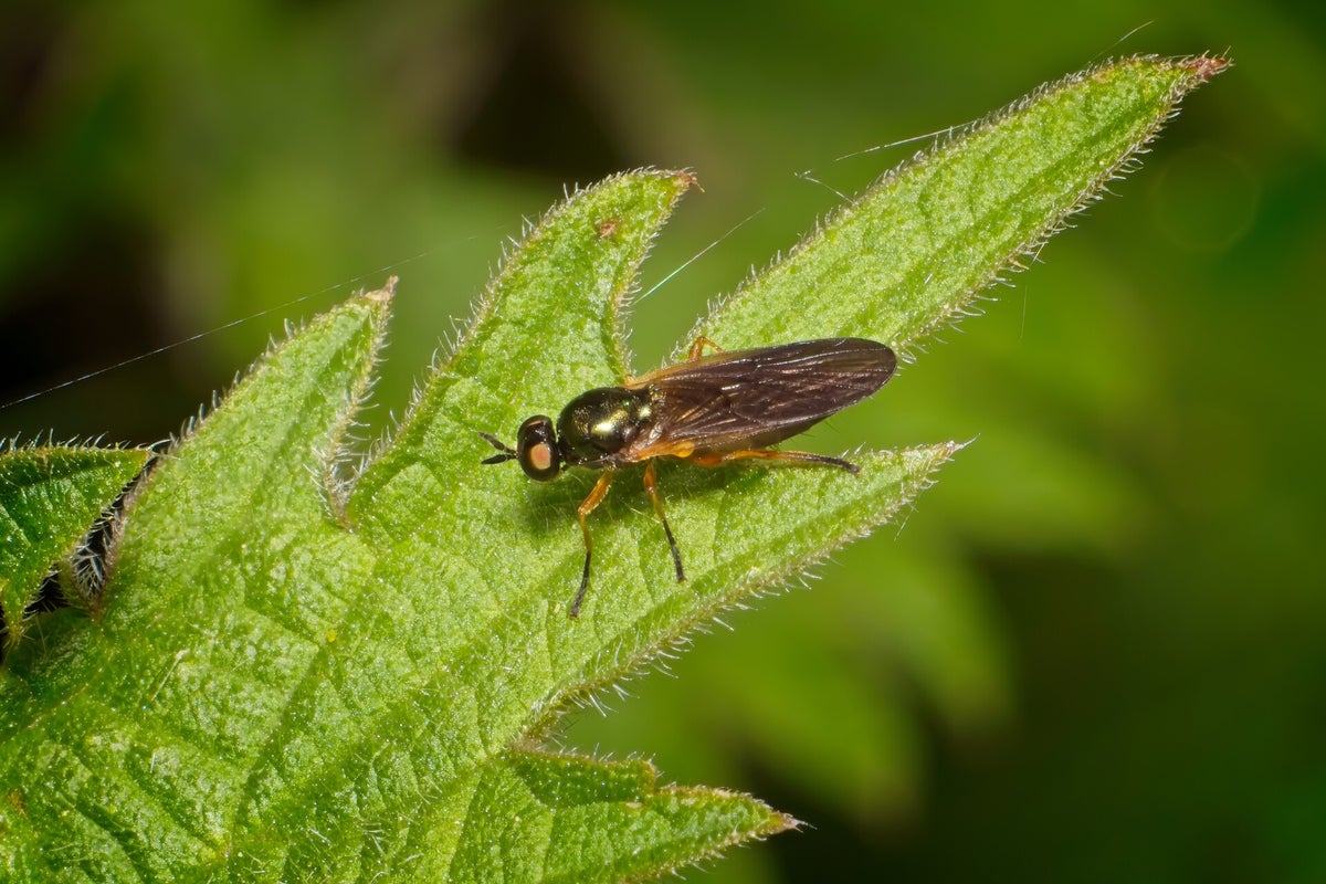 Vliegen / Insecten | Natuurfotografie