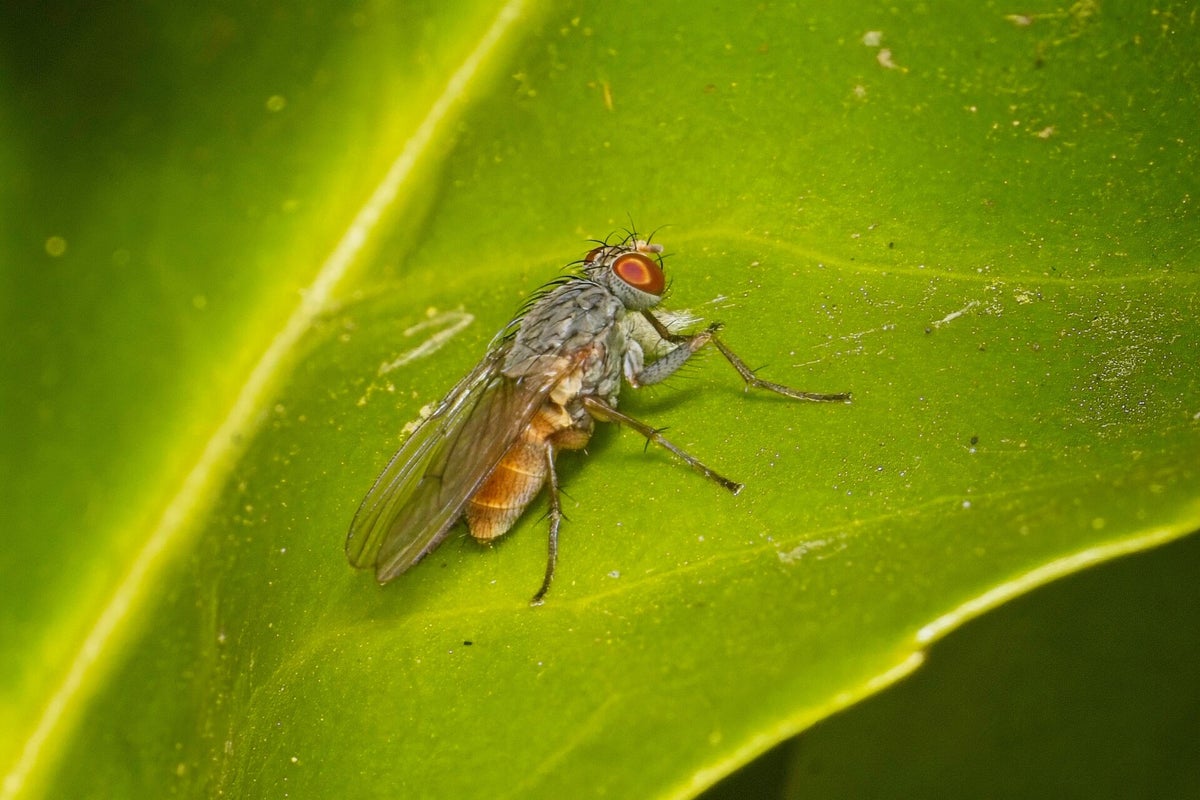 Vliegen / Insecten | Natuurfotografie