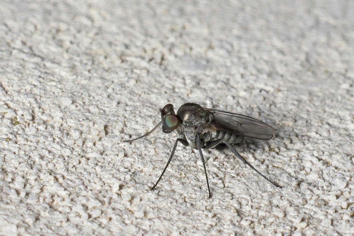 Vliegen / Insecten | Natuurfotografie