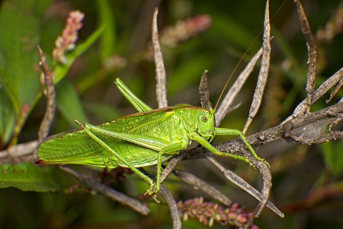 Sprinkhanen / Insecten | Natuurfotografie