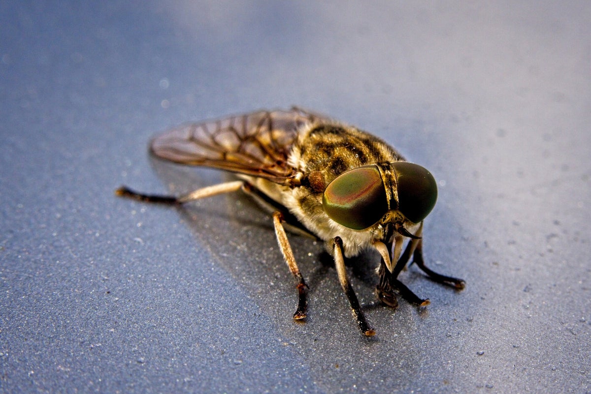 Vliegen / Insecten | Natuurfotografie