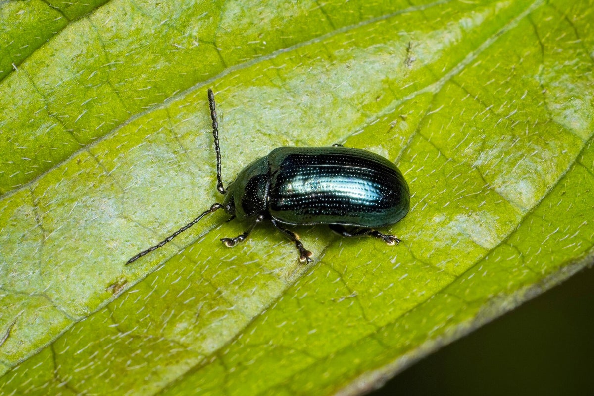 Kevers / Insecten | Natuurfotografie