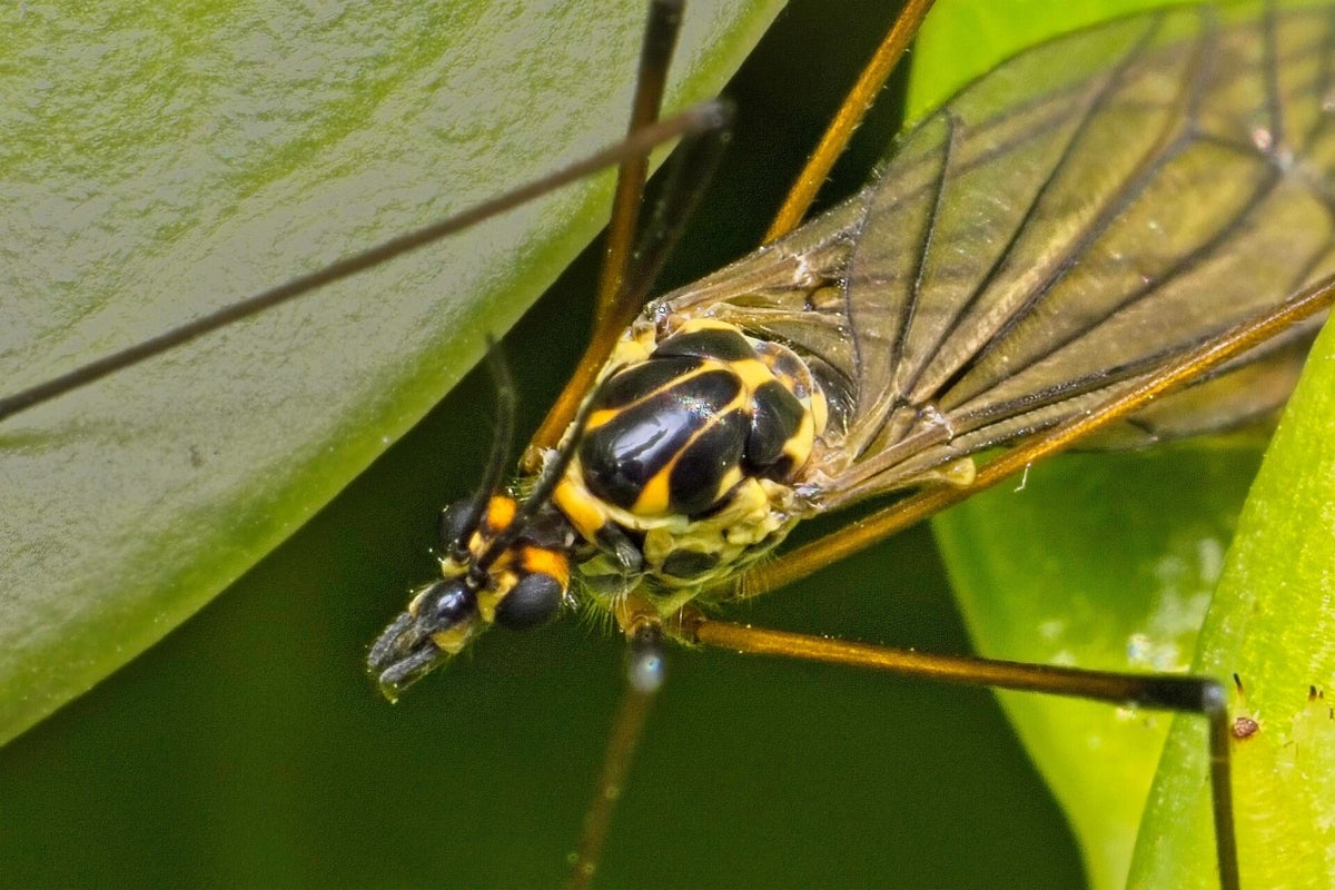 Vliegen / Insecten | Natuurfotografie
