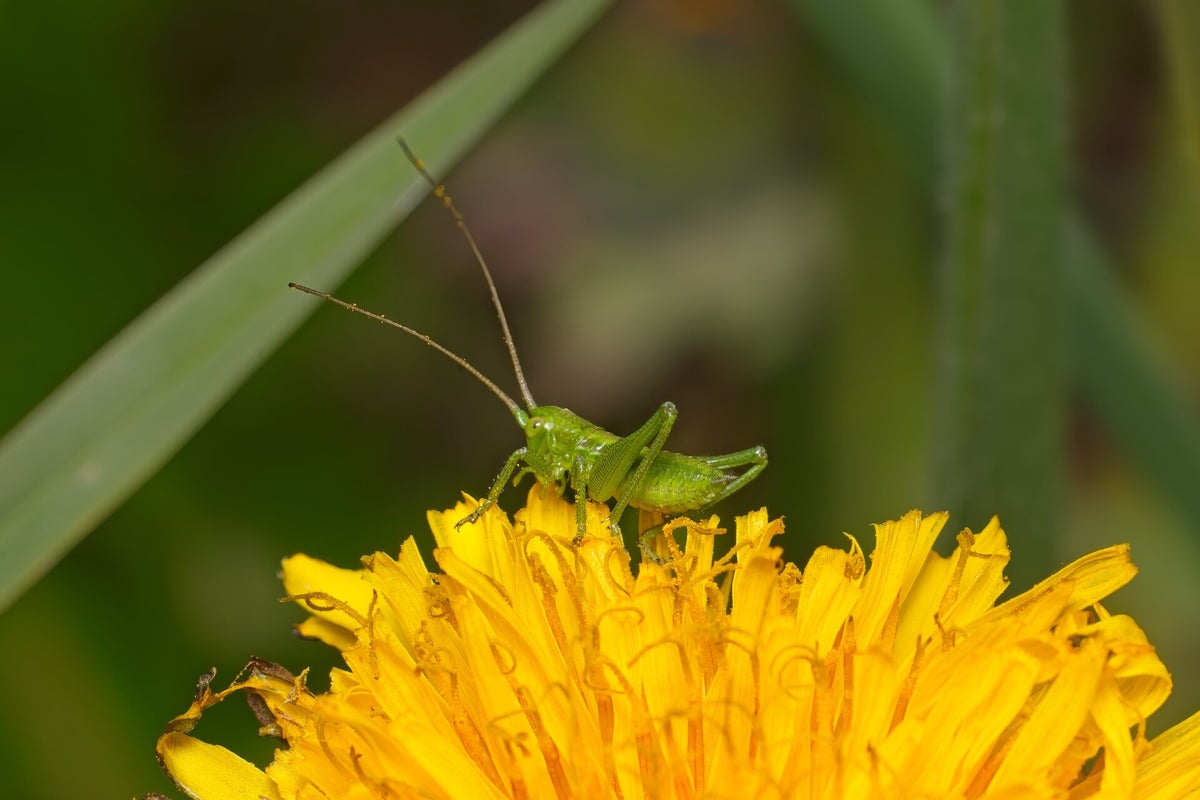 Sprinkhanen / Insecten | Natuurfotografie