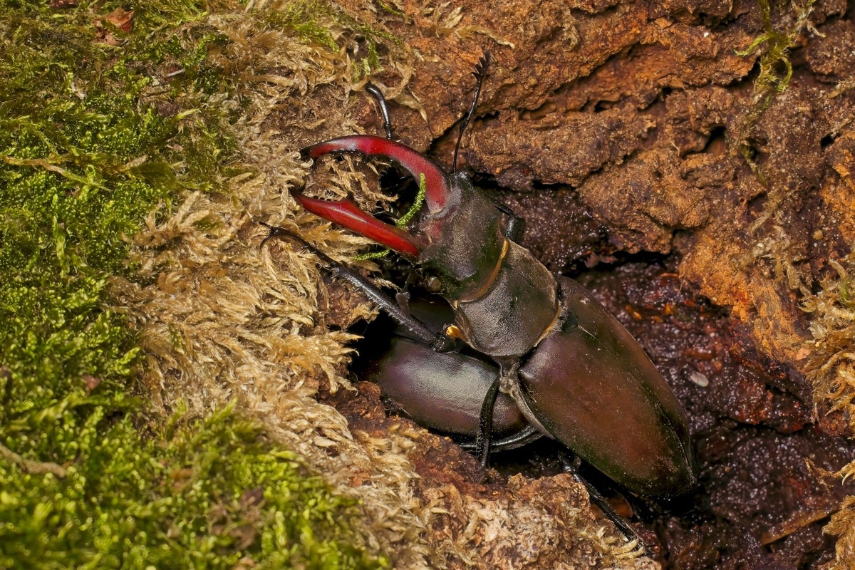 Kevers / Insecten | Natuurfotografie
