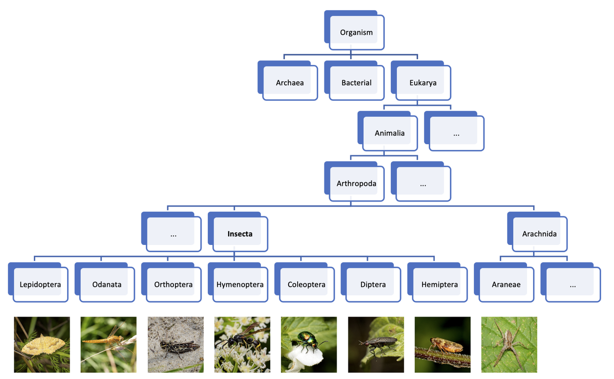 Article: Understanding Insects | Natuurfotografie