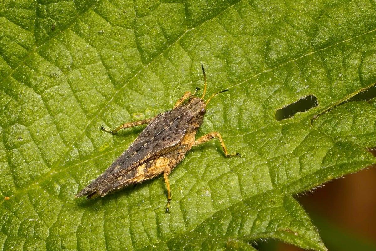 Sprinkhanen / Insecten | Natuurfotografie