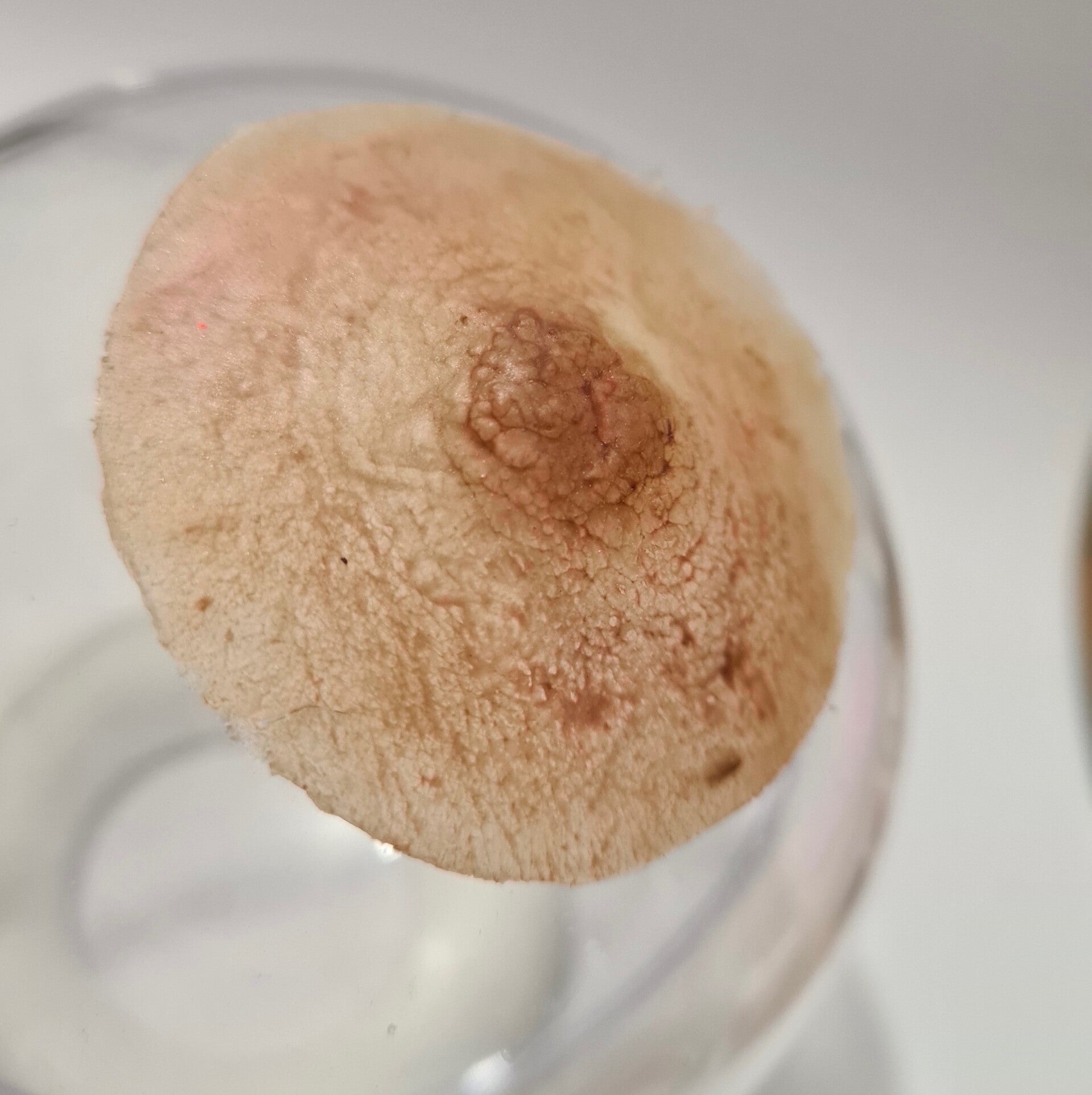 Prothèses mamelons - Collection PRÊT-À-PORTER | The Nipples Lab