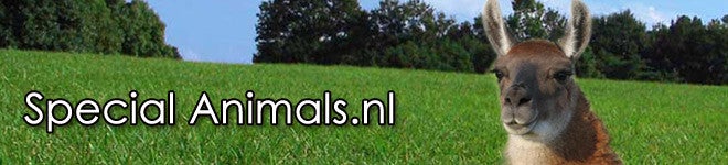 Special Animals