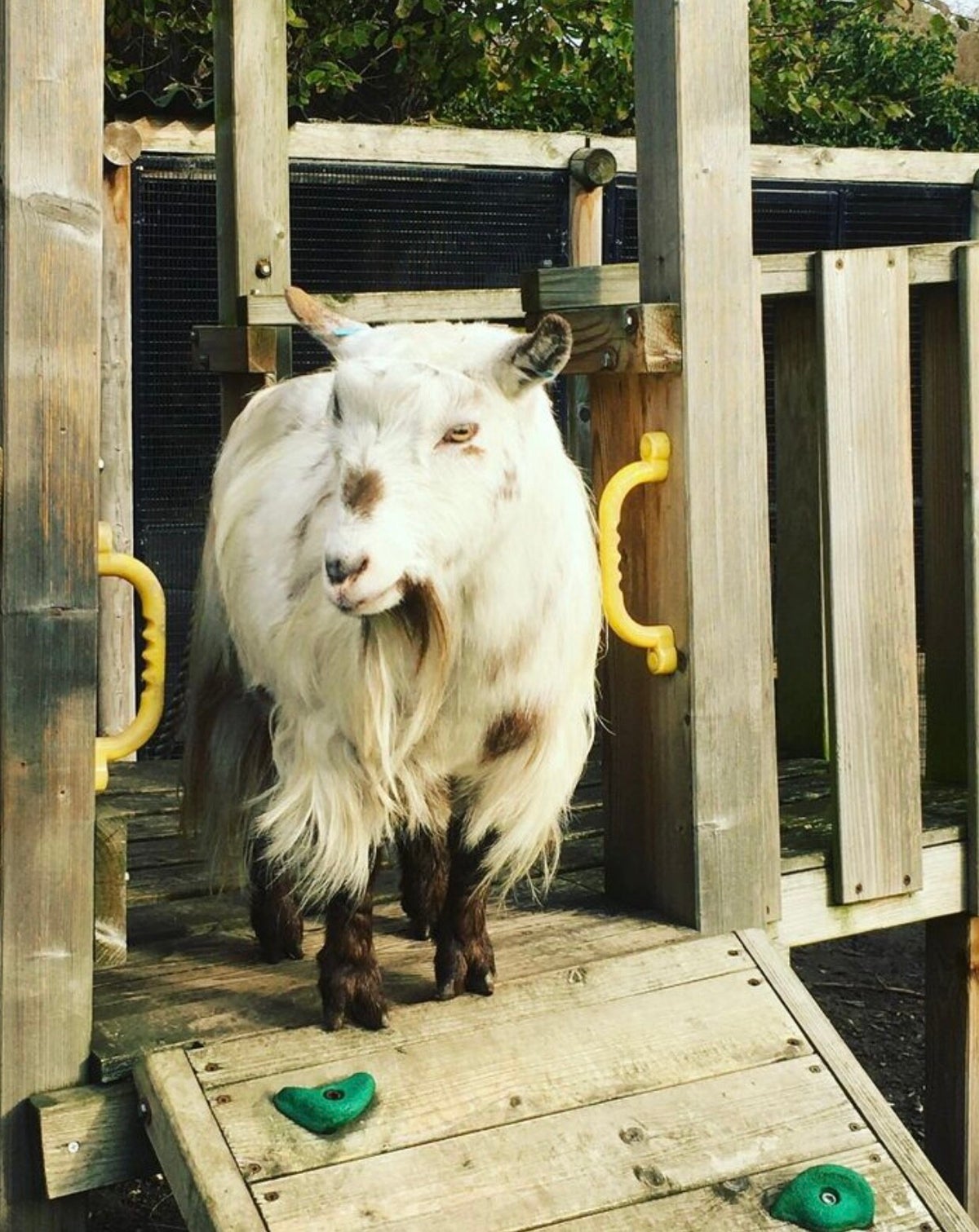 Goats as Pets