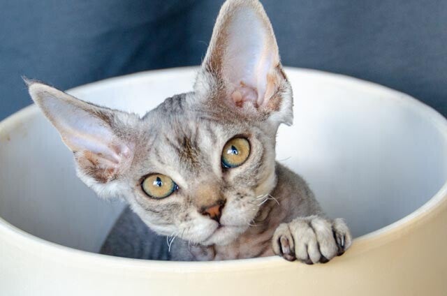 Gallery | Katsaros the curly Devon Rex