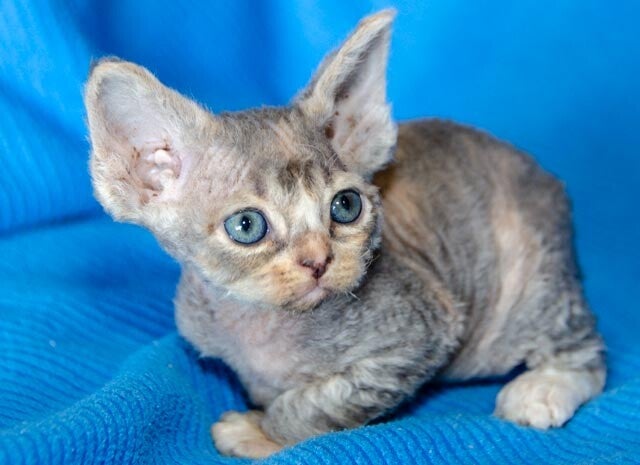 Gallery | Katsaros the curly Devon Rex