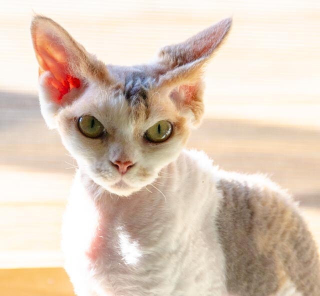 About | Katsaros the curly Devon Rex