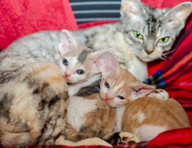 Gallery | Katsaros the curly Devon Rex