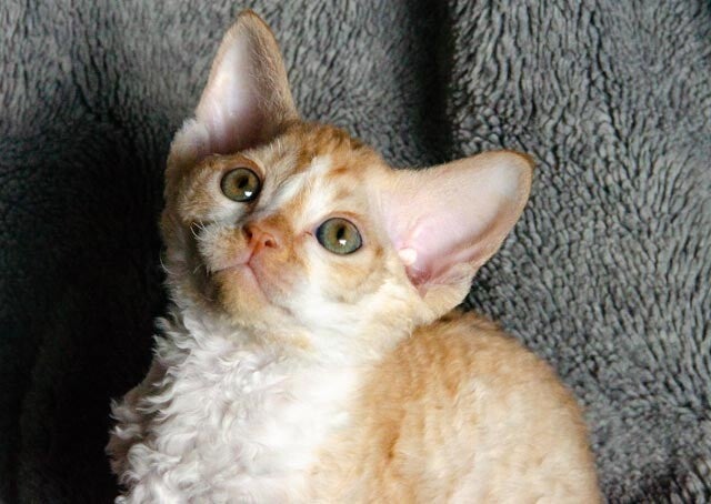 Gallery | Katsaros the curly Devon Rex